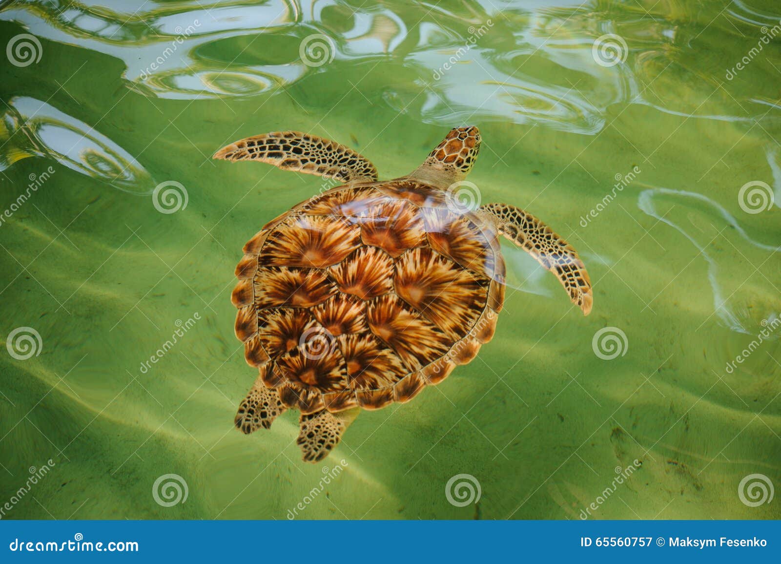 Green Sea Turtle Swimming with Head Up Stock Image - Image of hard ...