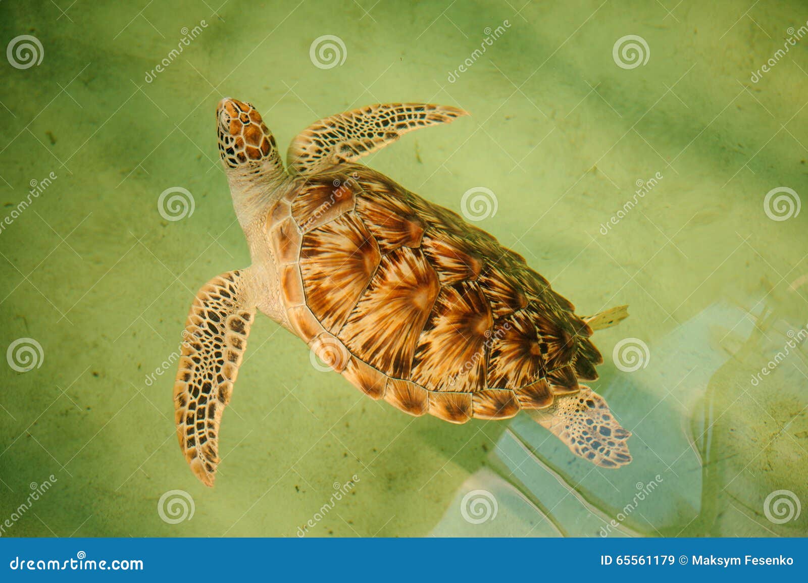Green Sea Turtle Swimming with Head Up Stock Image - Image of ...