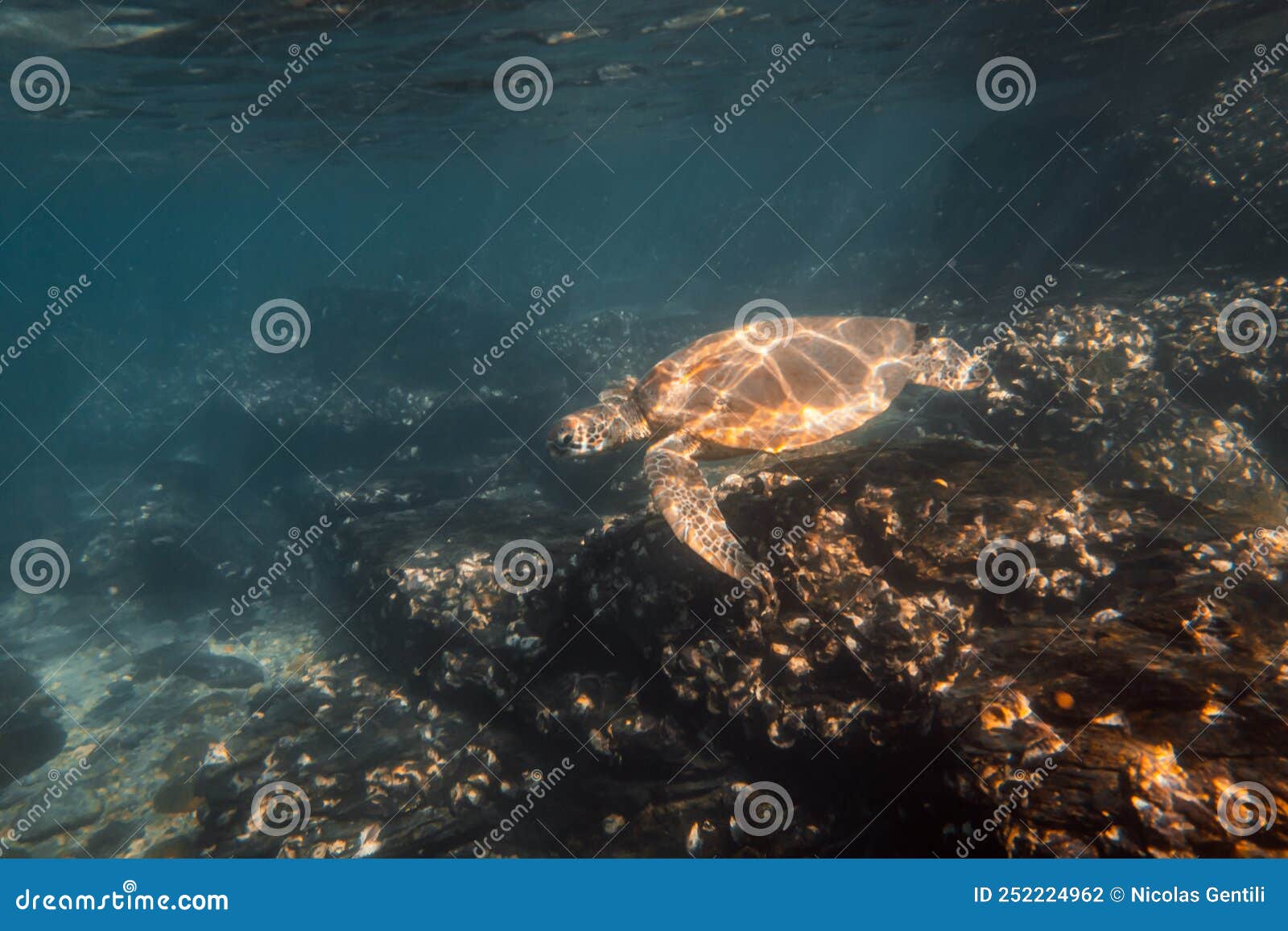 Green Sea Turtle Swimming Underwater In A Blue Ocean Wildlife Concept