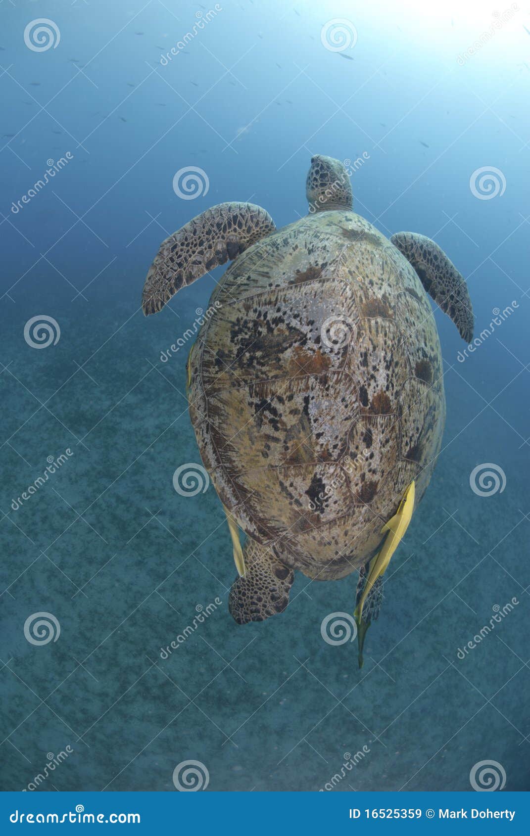Green Sea Turtle Swimming Up To the Surface Stock Image - Image of ...