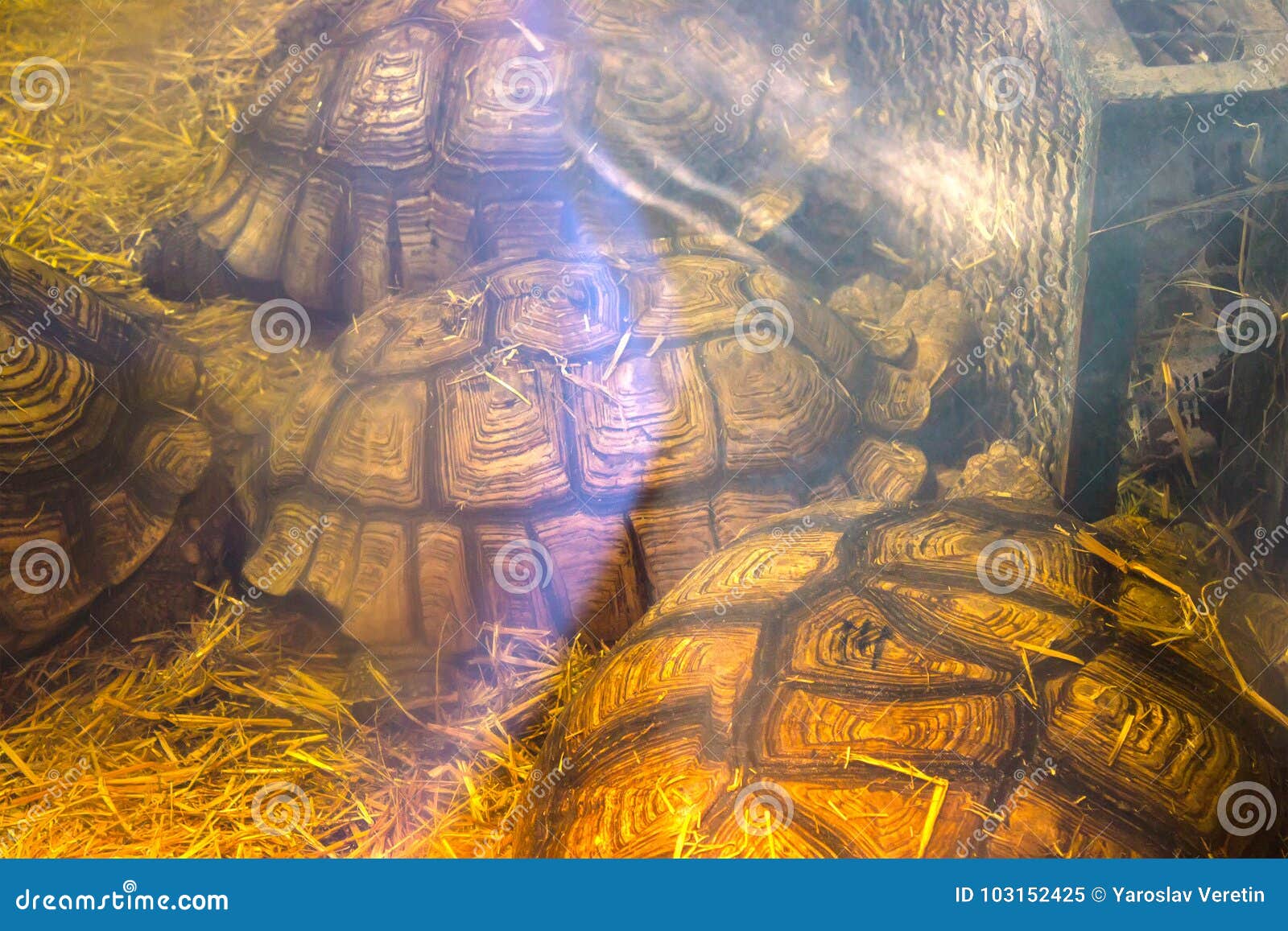 Green Sea Turtle Under the Window Stock Image - Image of undersea ...
