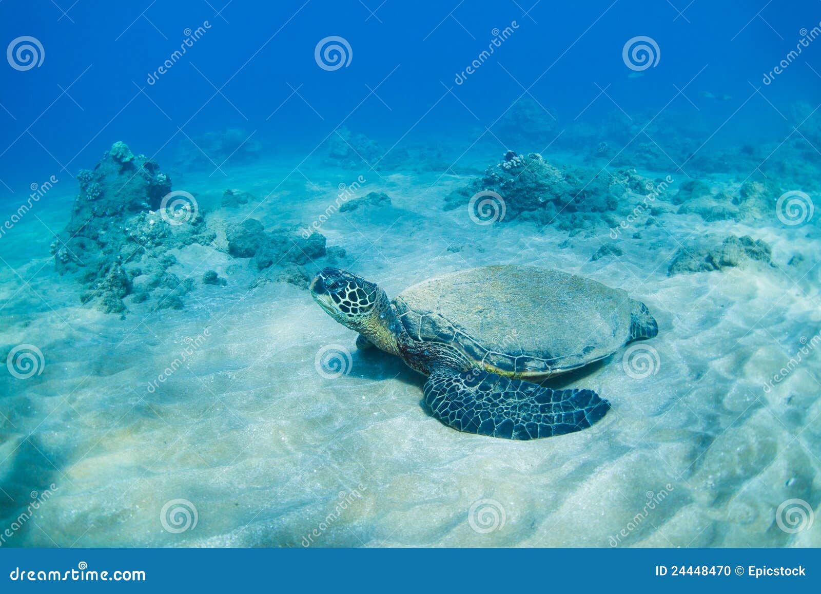 Sea Turtle Underwater Scene. Underwater Sea Turtle Stock Photo ...