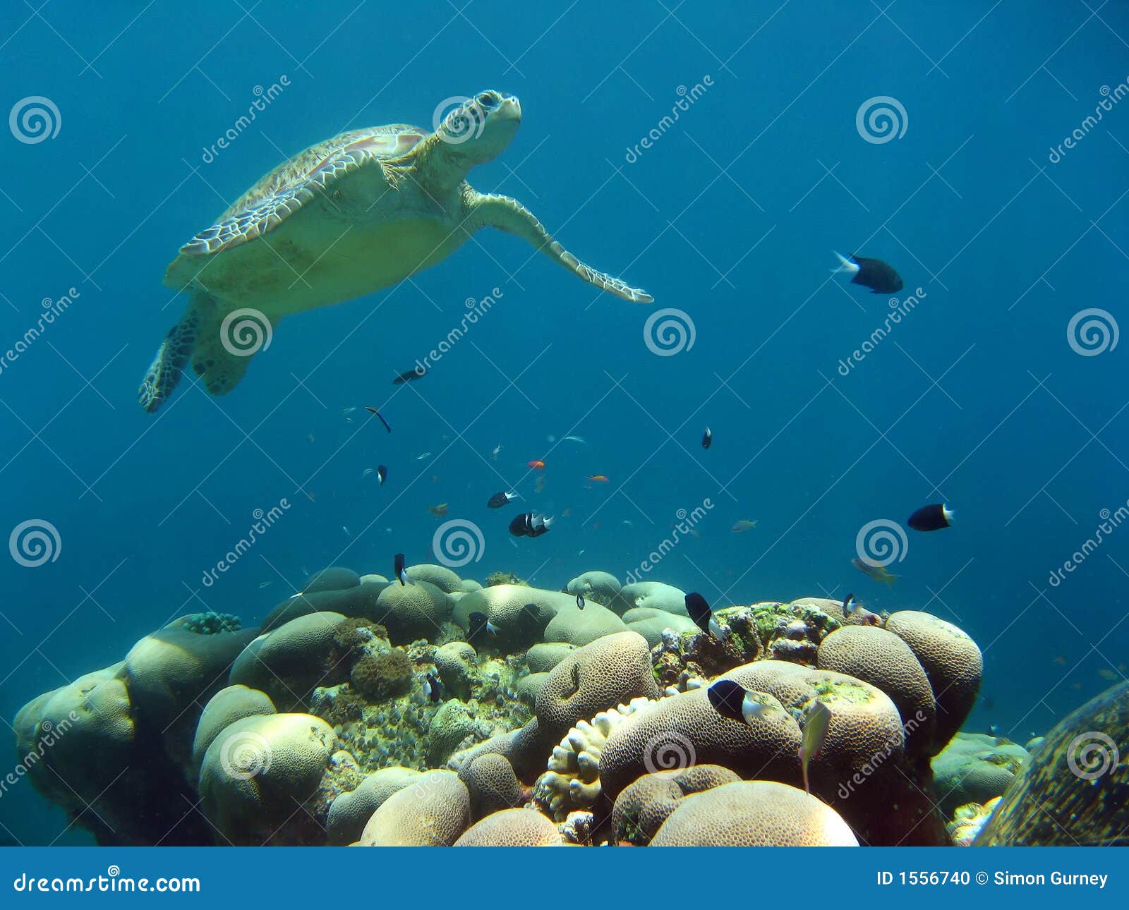 Green Sea Turtle Underwater Sipadan Borneo Stock Photo - Image of cute ...