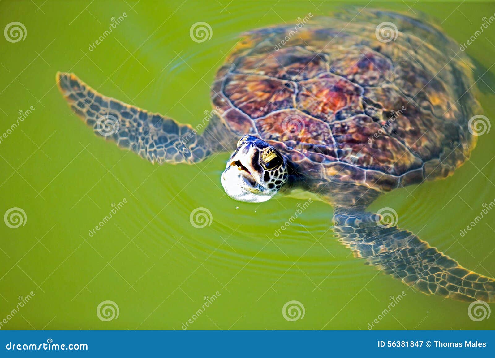 Green sea turtle stock image. Image of cryptodira, chelonia - 56381847