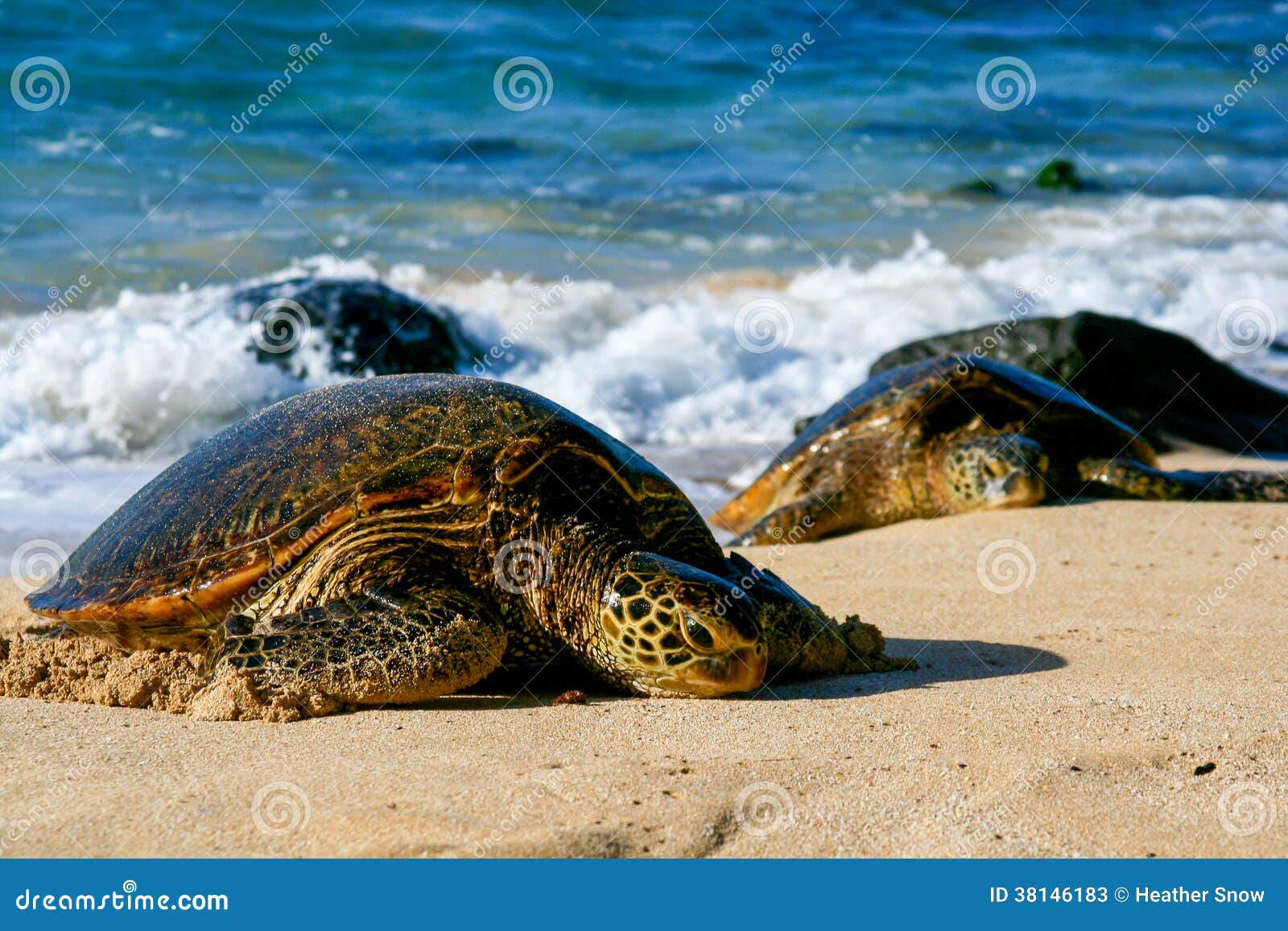 Green Sea Turtles stock image. Image of exotic, outdoor - 38146183