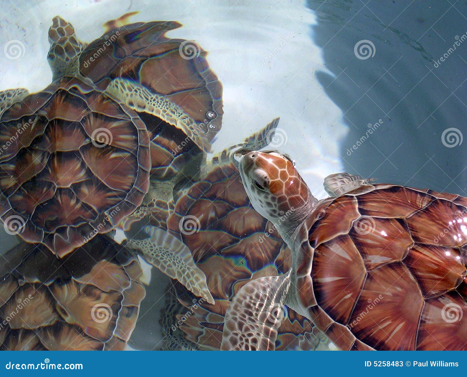 Green Sea Turtles-Group stock image. Image of ecological - 5258483