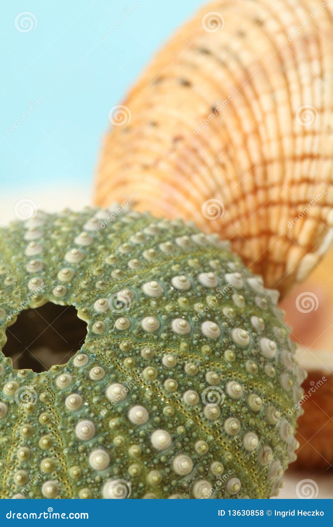 Green sea urchin and shell stock photo. Image of beach - 13630858