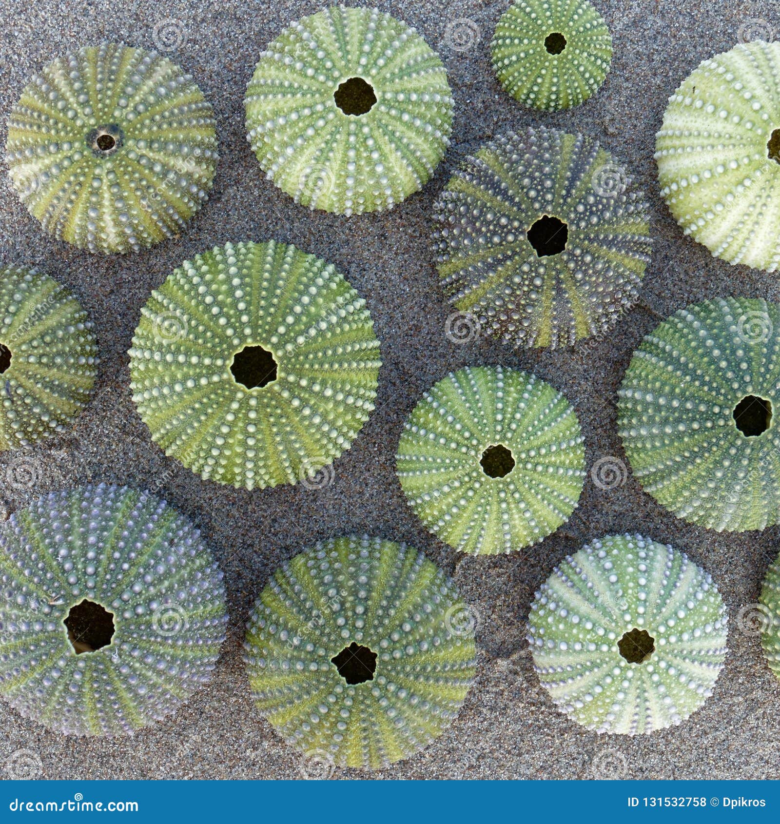 Green Sea Urchin Shells on Wet Sand Beach Stock Photo - Image of color ...