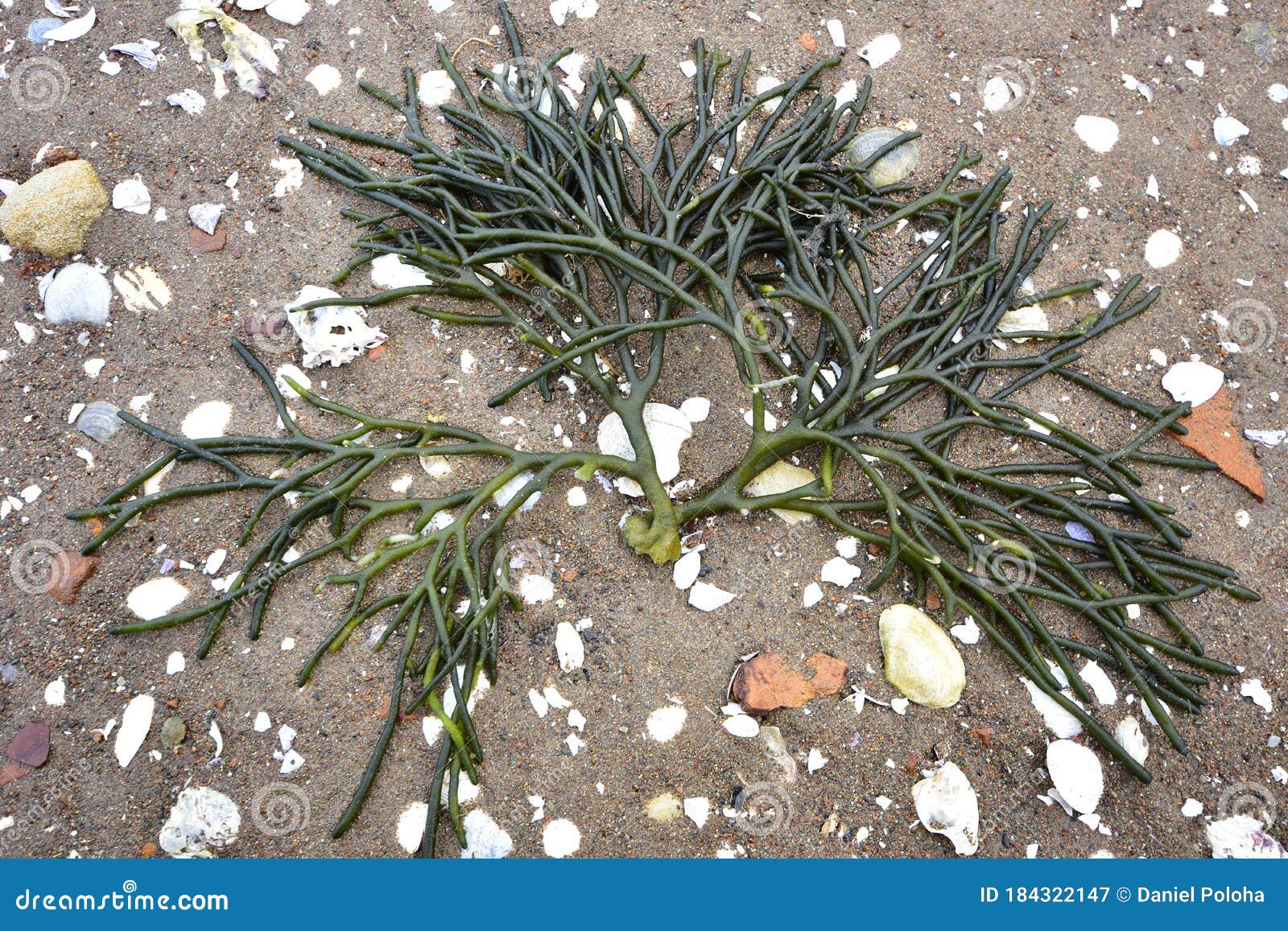 Green Sea Weed on Beach Sand Stock Image - Image of alga, weed: 184322147
