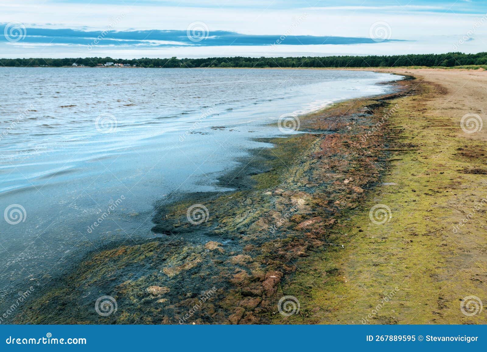 Green Seagrass Algae at the Beach in Halmstad Stock Image - Image of ...