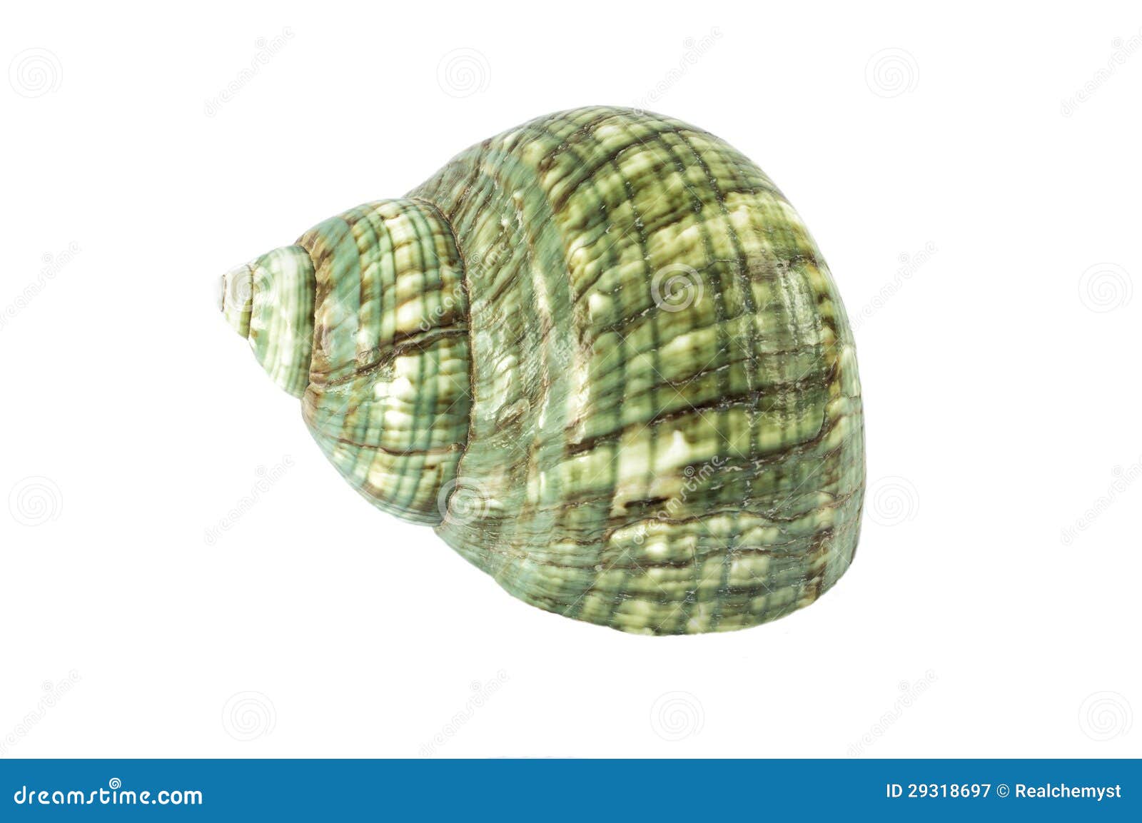 Green Seashell stock image. Image of animal, pattern - 29318697
