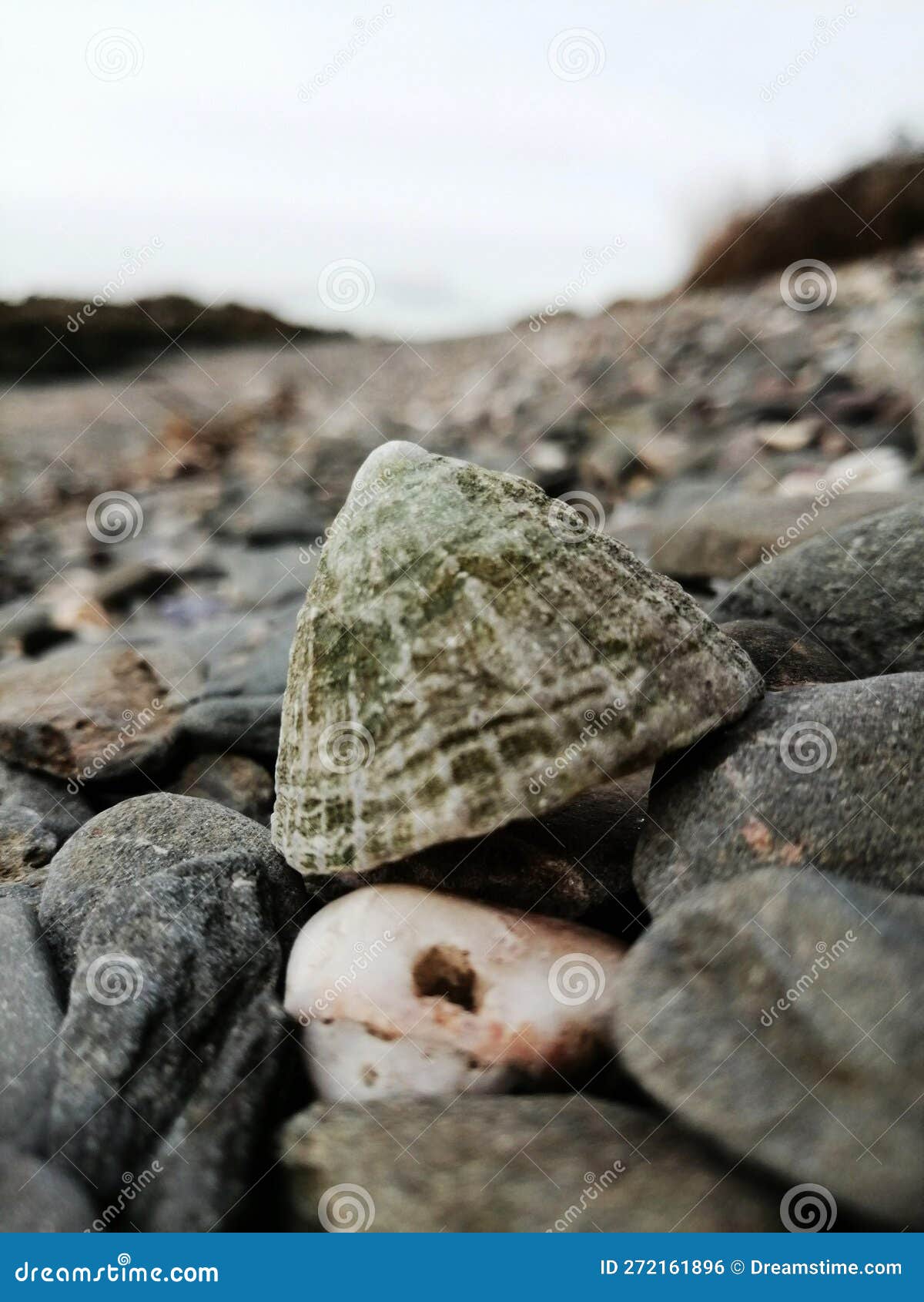 Green Seashell Lying on Pebbles at the Shore Stock Photo - Image of ...