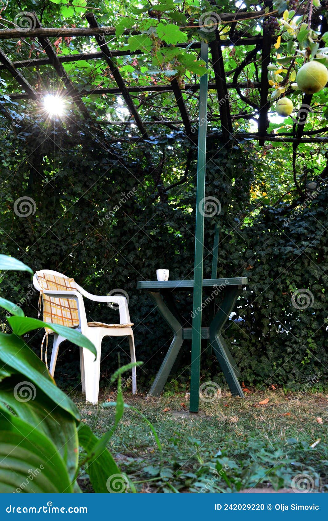 Green Seating Area in the Yard Stock Photo - Image of color, tree ...