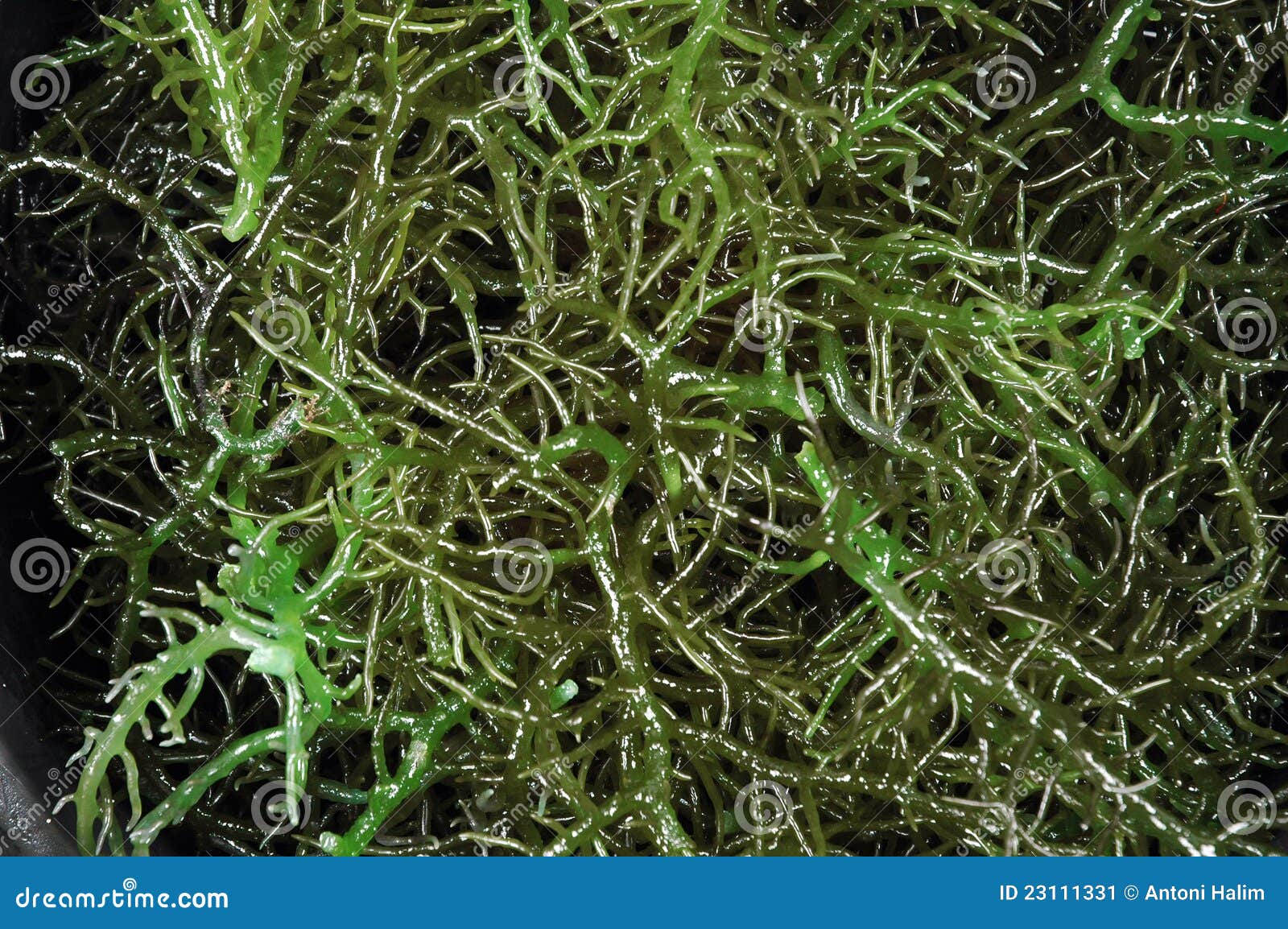 Green seaweed stock image. Image of nutritious, flora - 23111331