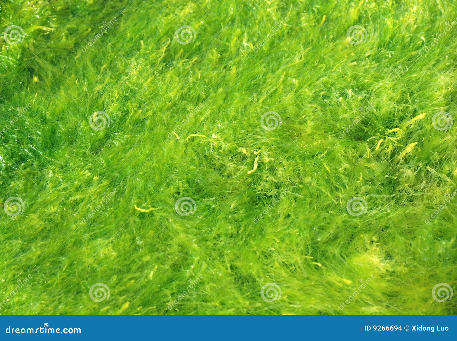 Green Seaweed On Tropical Sea Shore Underwater Photo. Fluffy Sea Plant ...