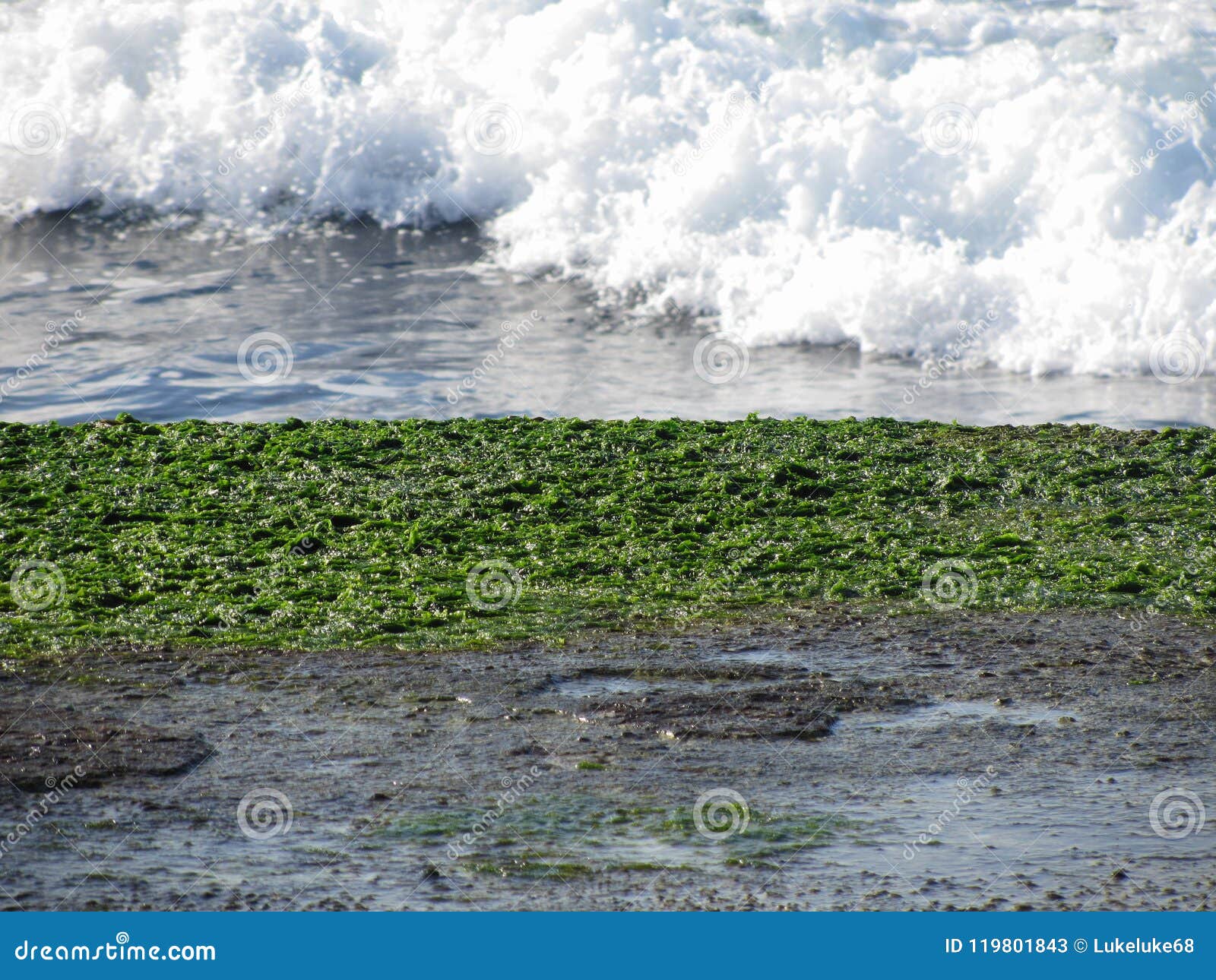 Green Seaweed and Algae on Rocks with Sea Waves in Background Stock ...