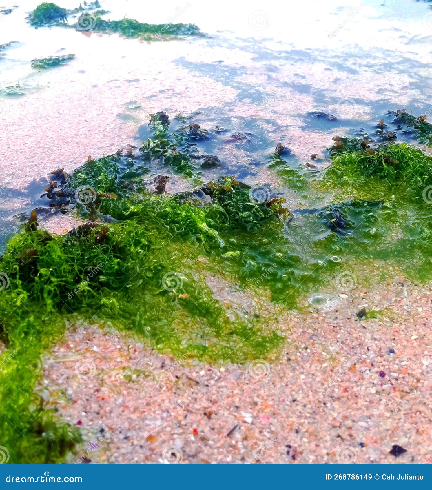 Green Seaweed Plants that Thrive on the Beach Stock Image - Image of ...
