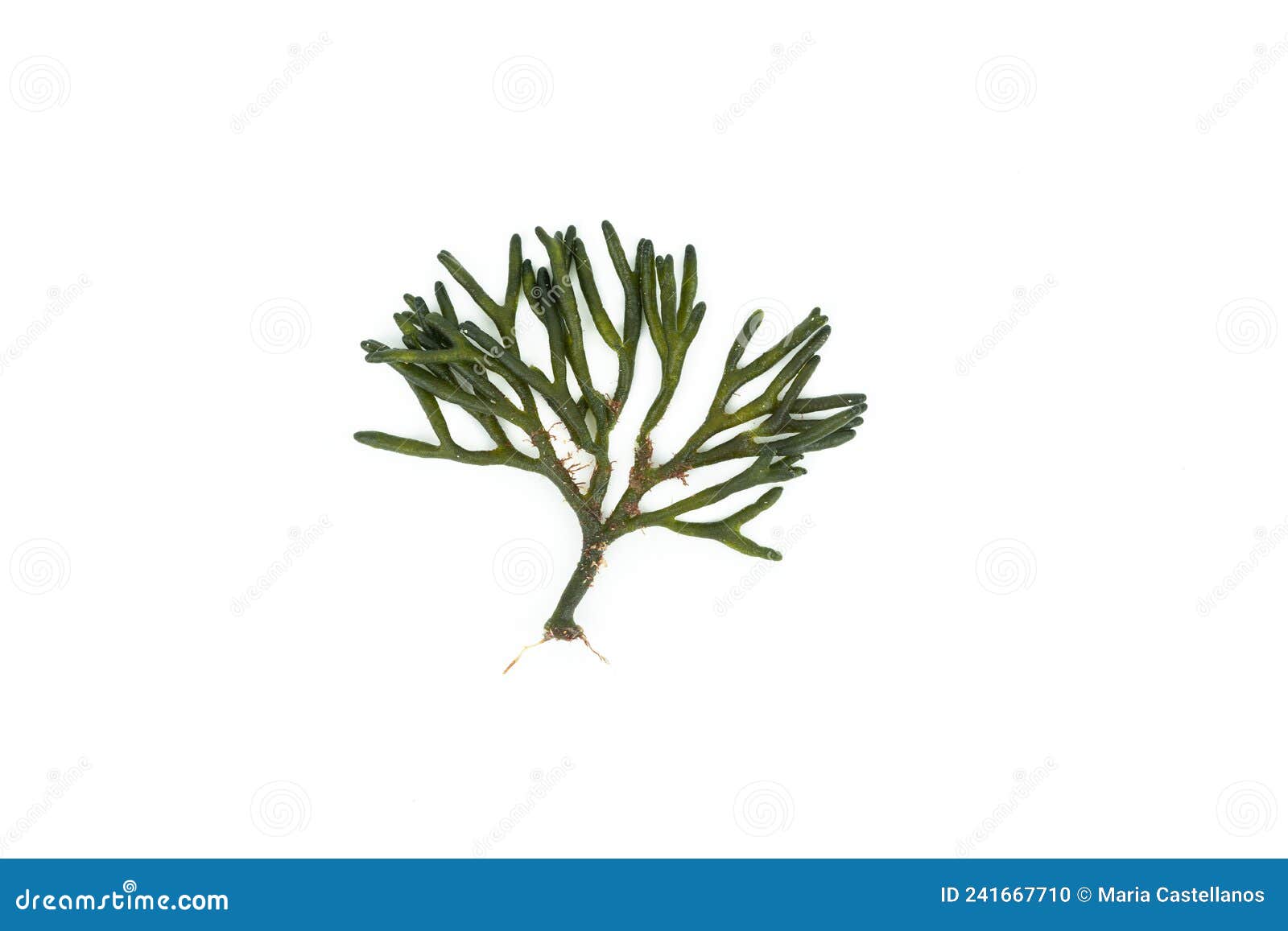Green Seaweed with Thick Stems. Codium Tomentosum Stock Photo - Image ...
