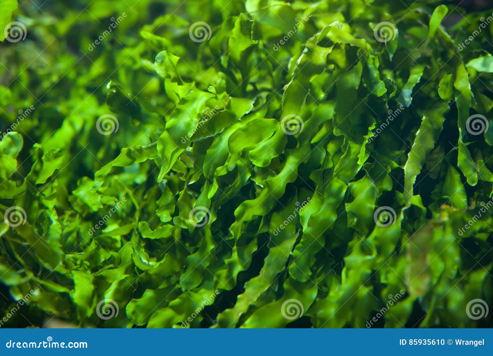 Green Seaweed On Tropical Sea Shore Underwater Photo. Fluffy Sea Plant ...