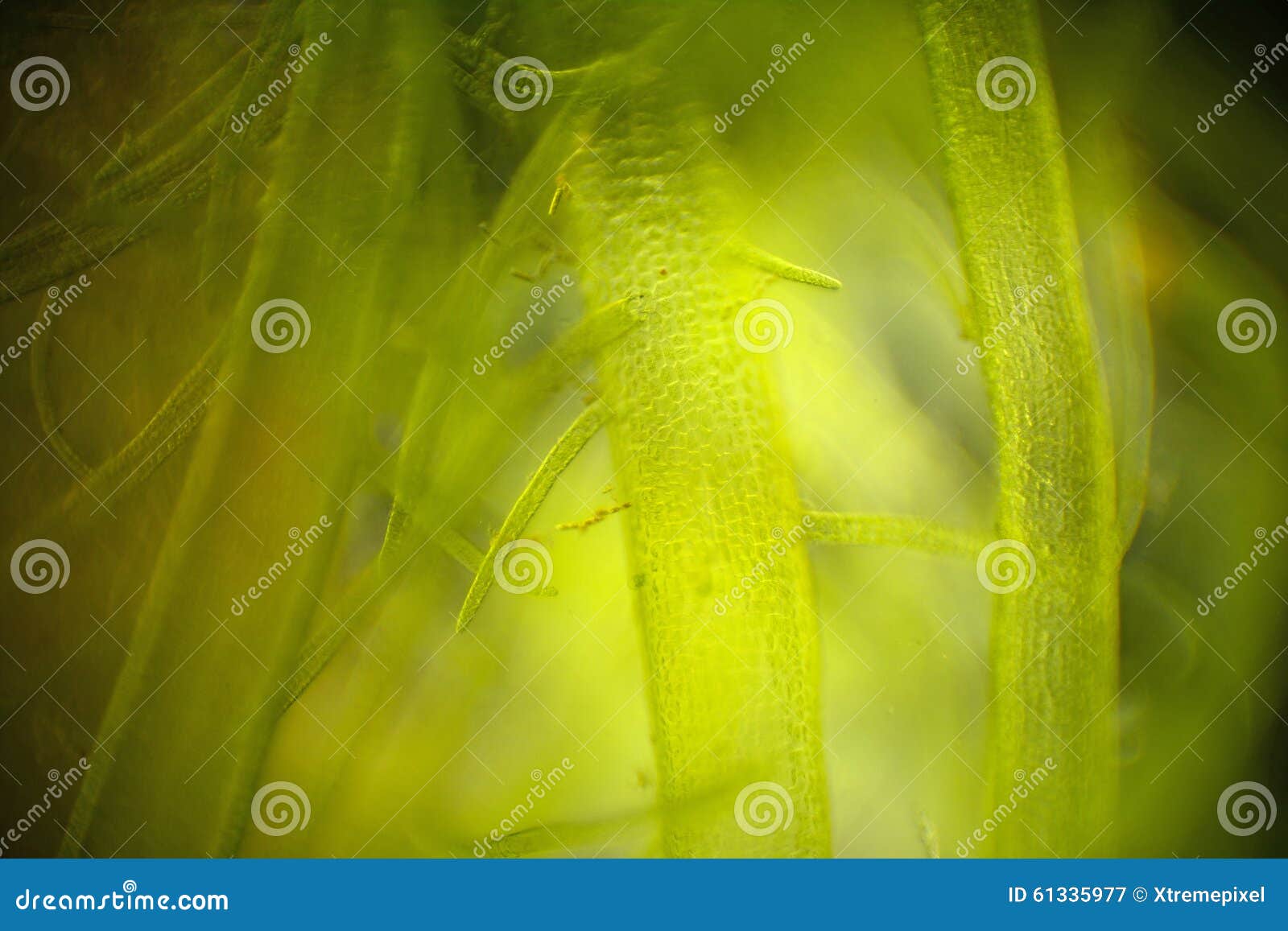 Green seaweed stock image. Image of plant, texture, science - 61335977