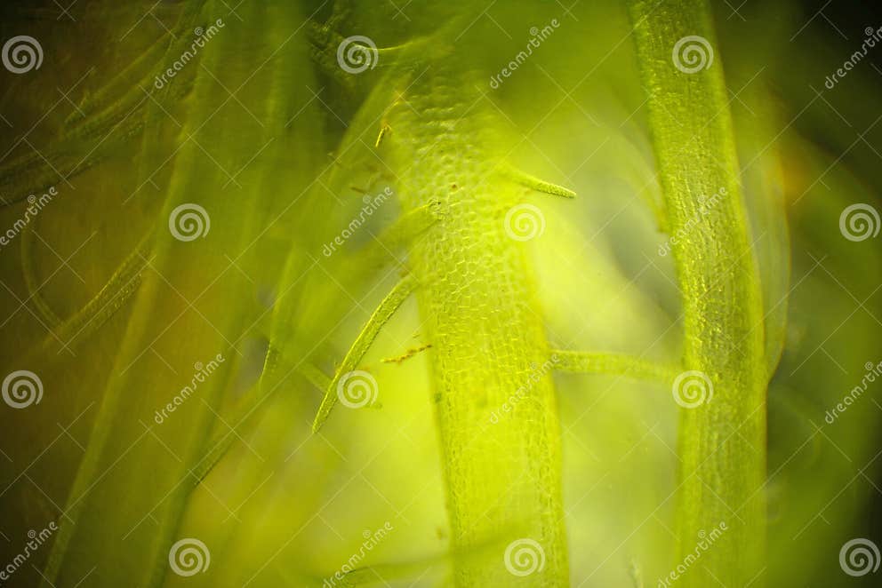 Green seaweed stock image. Image of plant, texture, science - 61335977