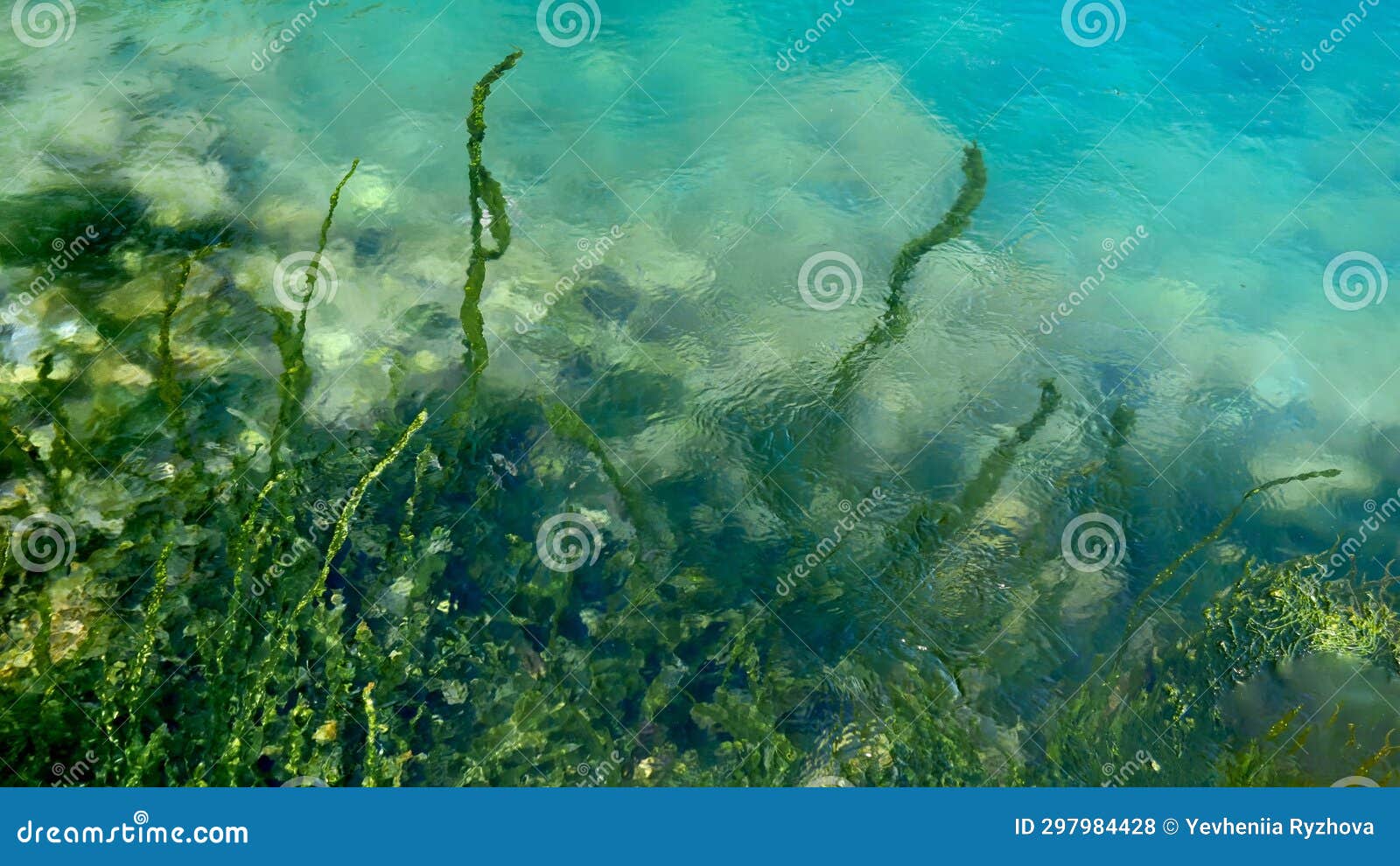 Green Seaweeds and Algae Slowly Moving in Water Stream at Sea or River ...
