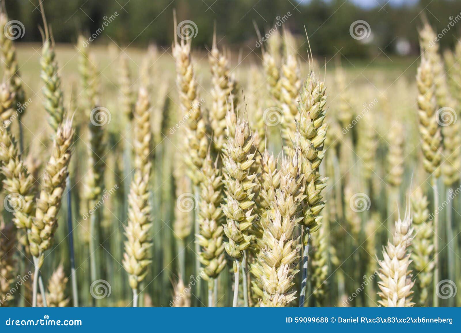 Green Secale Cereale Rye Field Stock Photo - Image of cereal, seed ...