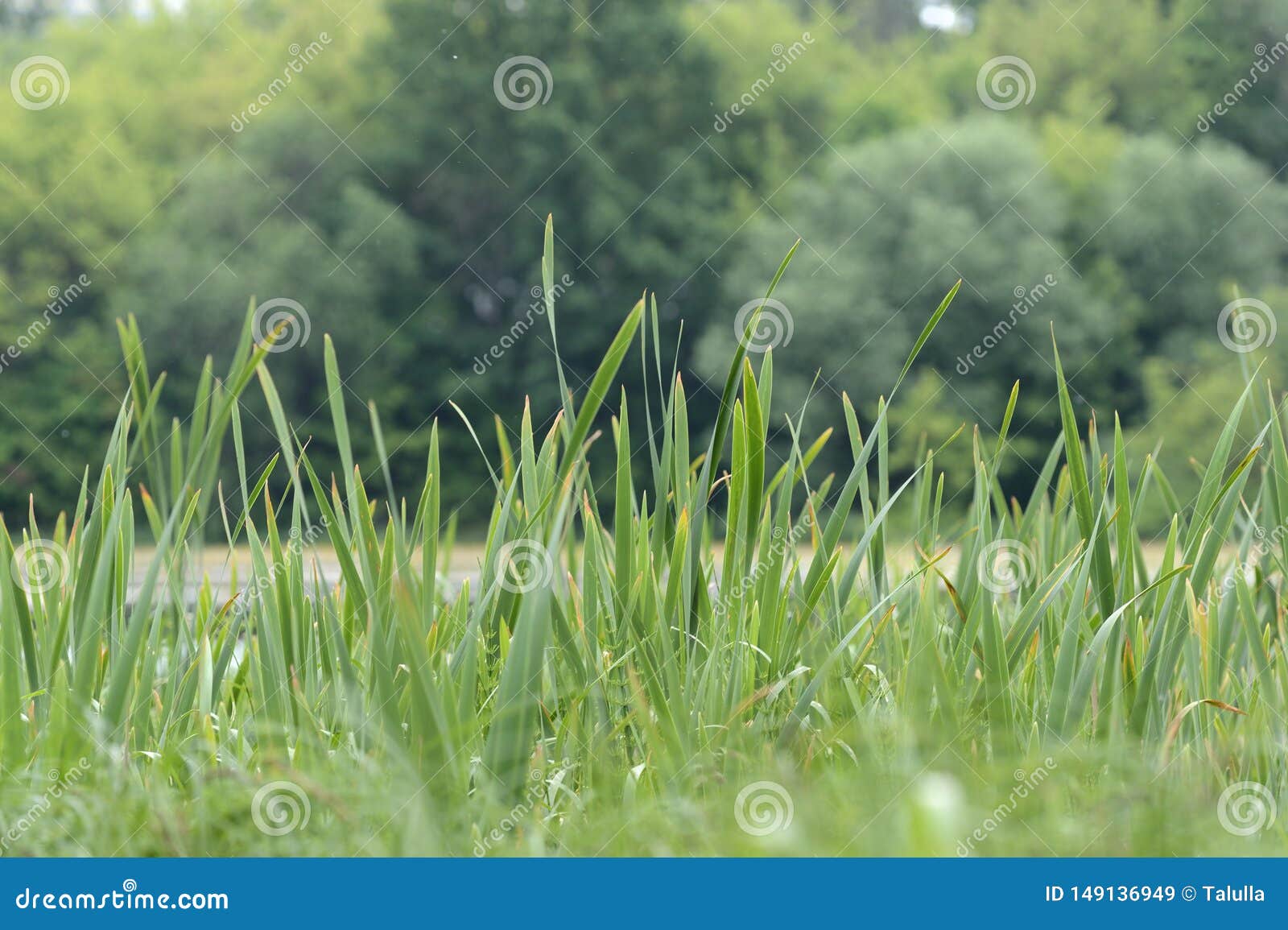 Green Sedge on the Background of Trees and Water. Natural Background ...