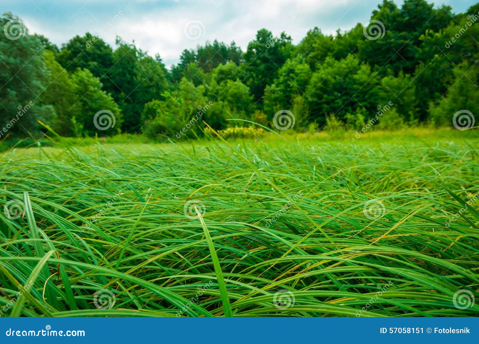 Green sedge stock image. Image of detail, grass, blur - 57058151