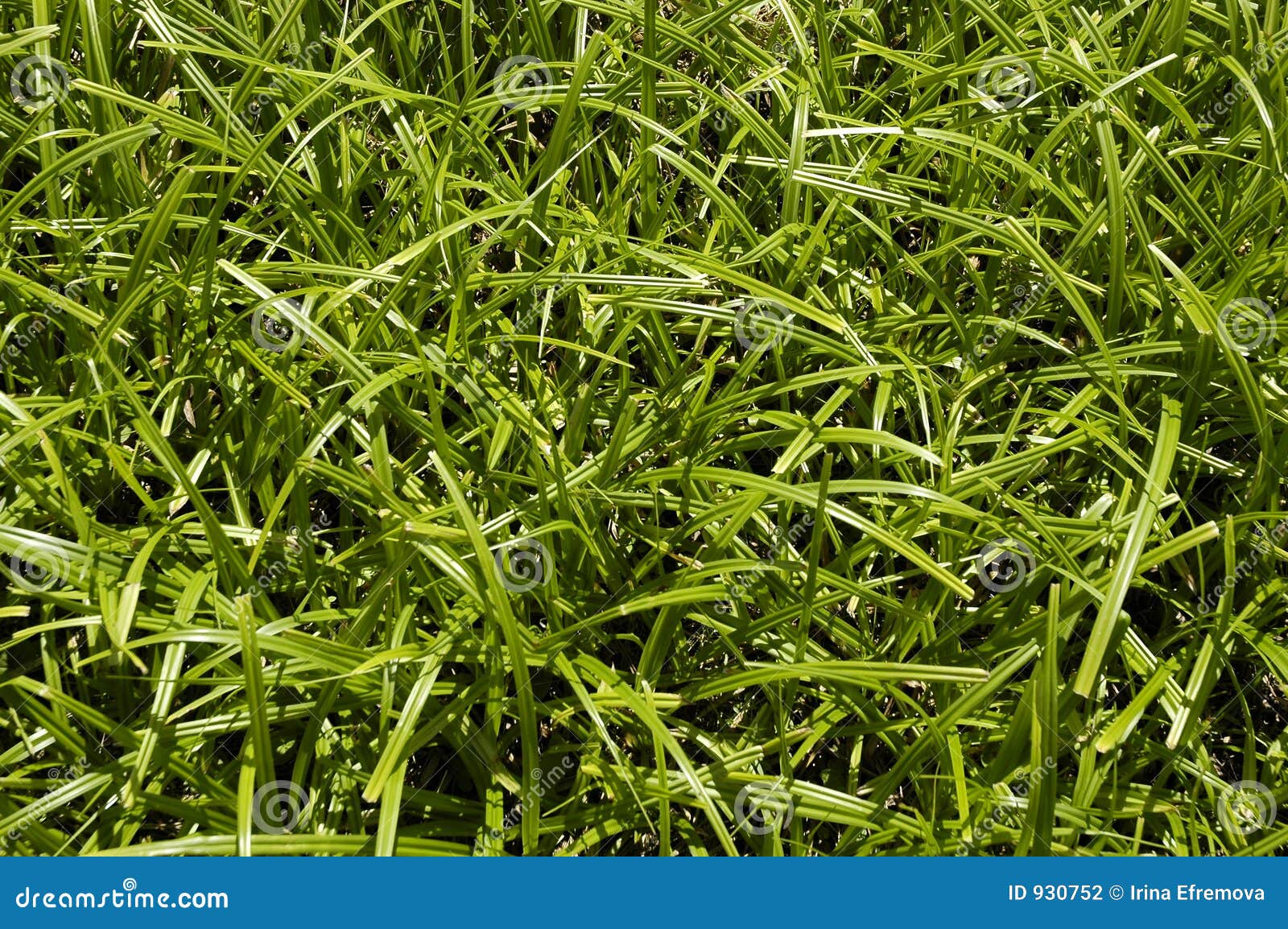 Green sedge closeup stock photo. Image of meadow, nature - 930752