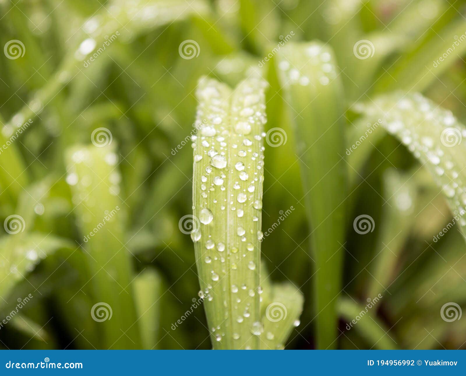 Green Sedge Leaves with Water Drops Close Up View Stock Photo - Image ...