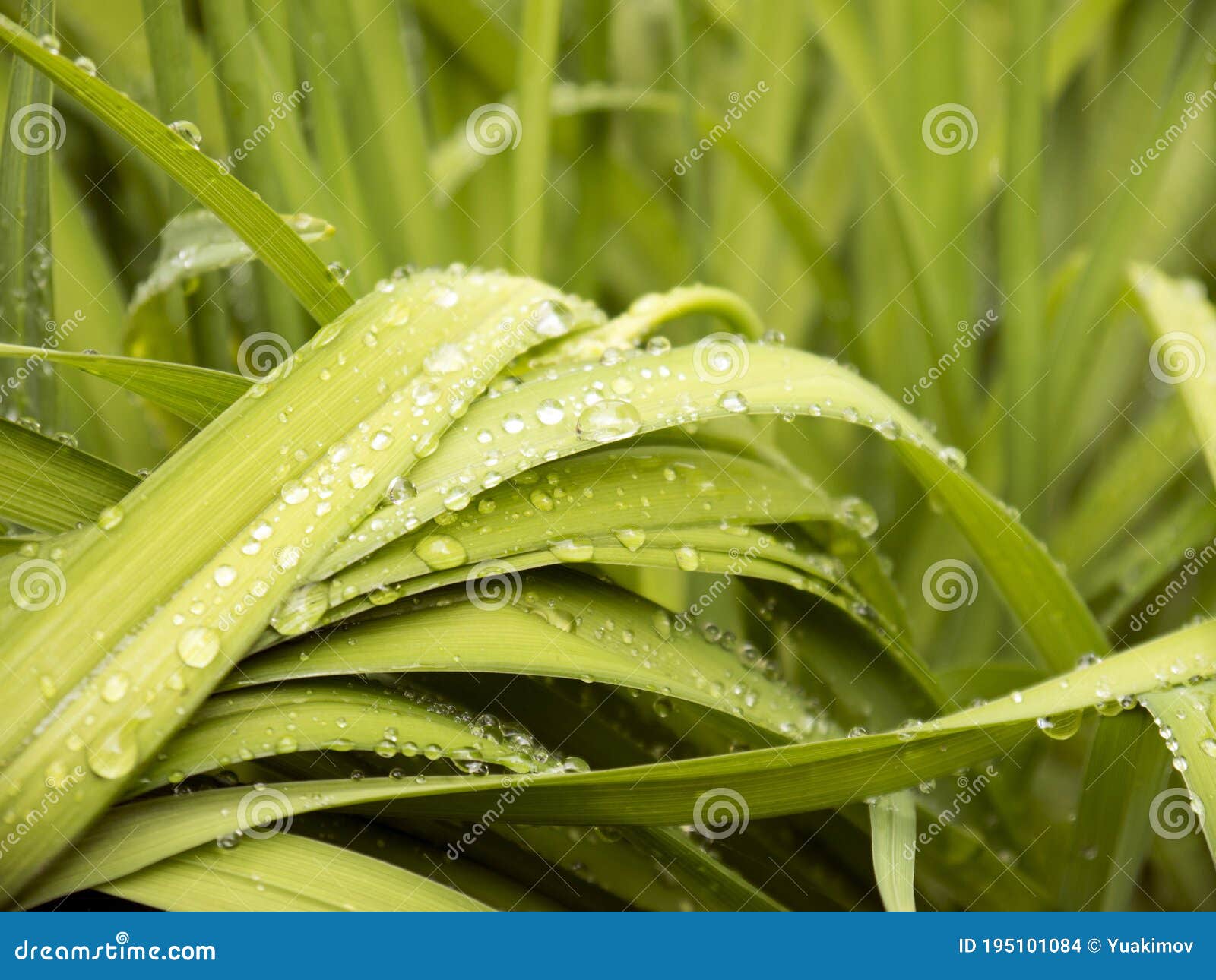Green Sedge Leaves with Water Drops Close Up View Stock Photo - Image ...