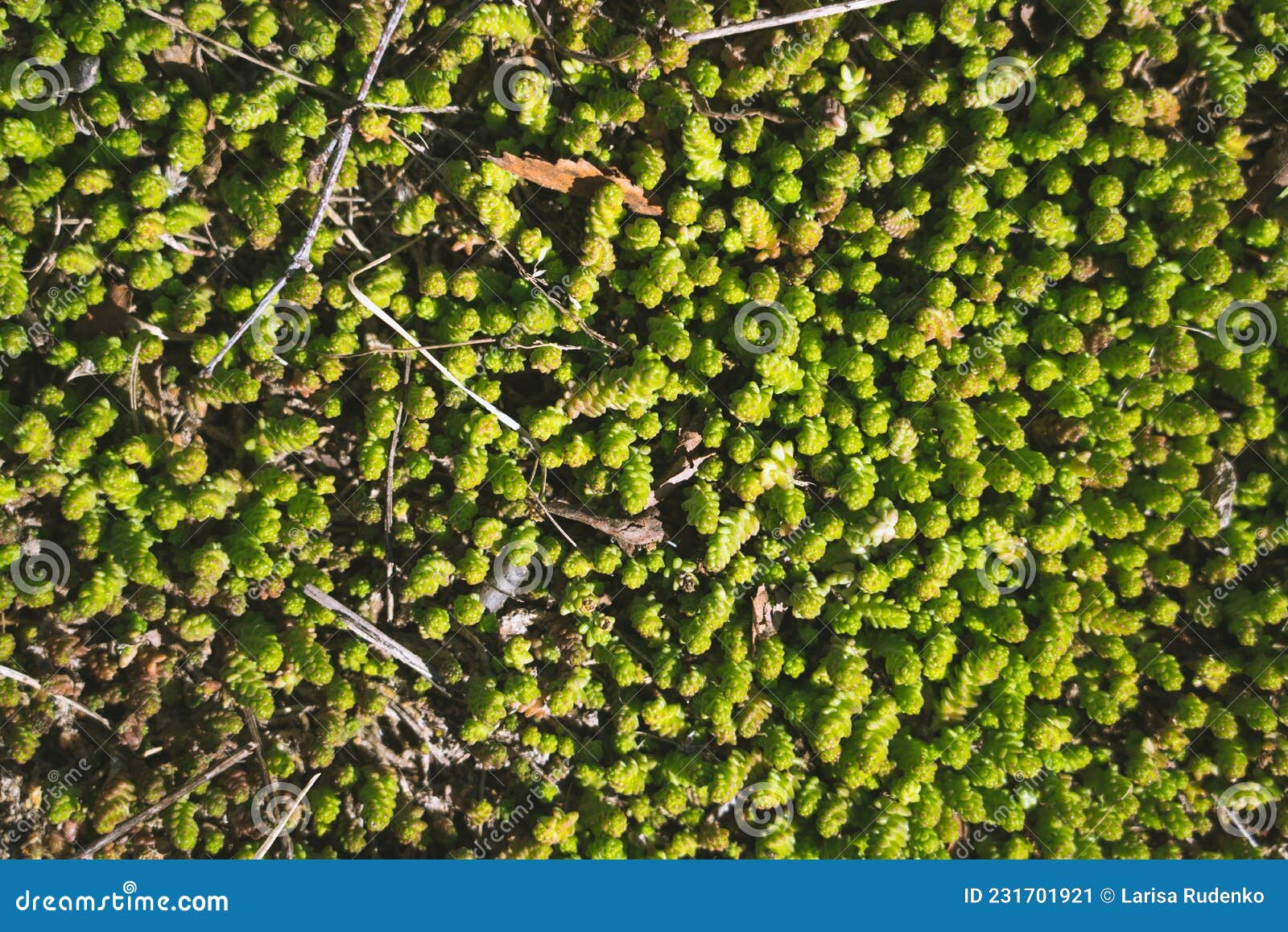 Green Sedum Plant, Top View, Selective Focus Stock Image - Image of ...