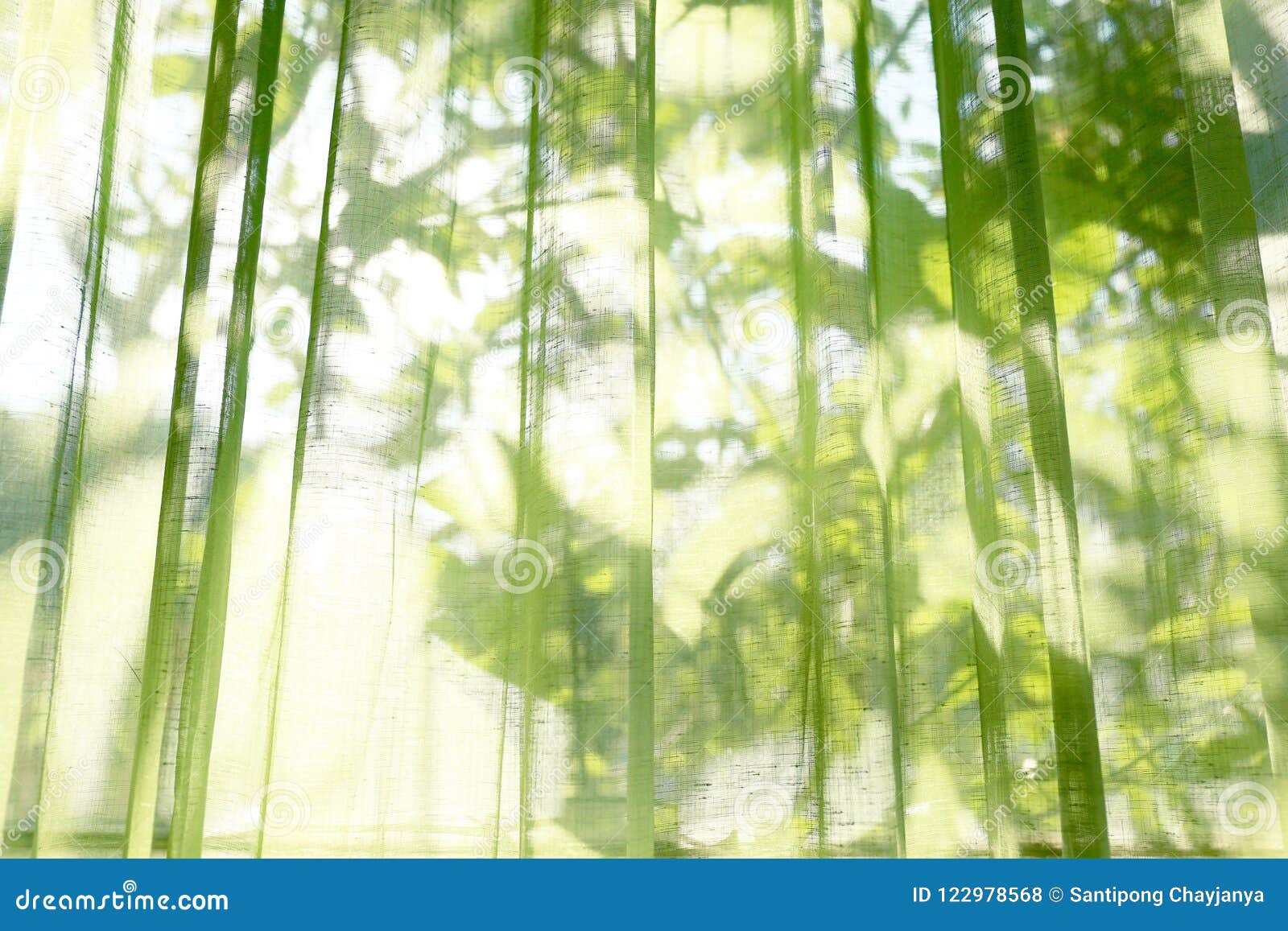 The Green See-through Curtains. Visible Shadow Behind Leaves ...