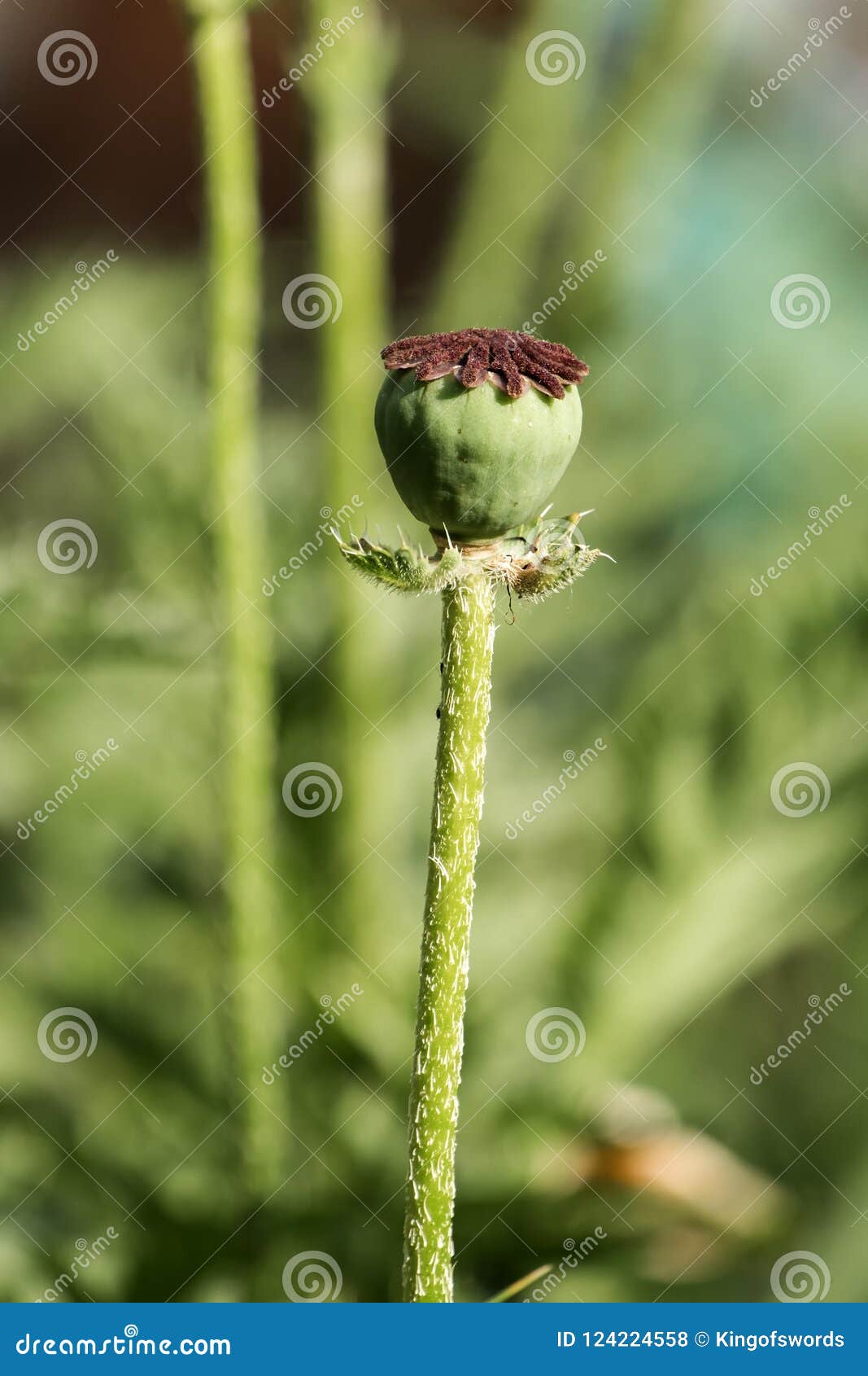 Seed Capsule of Decorative Poppy Stock Photo - Image of kingdom ...