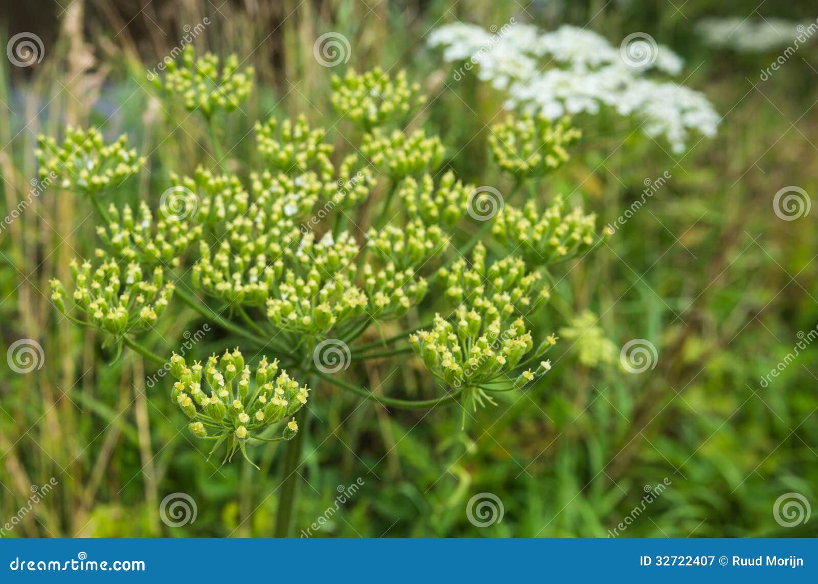 Green Seed Capsules of Common Hogweed Stock Image - Image of background ...
