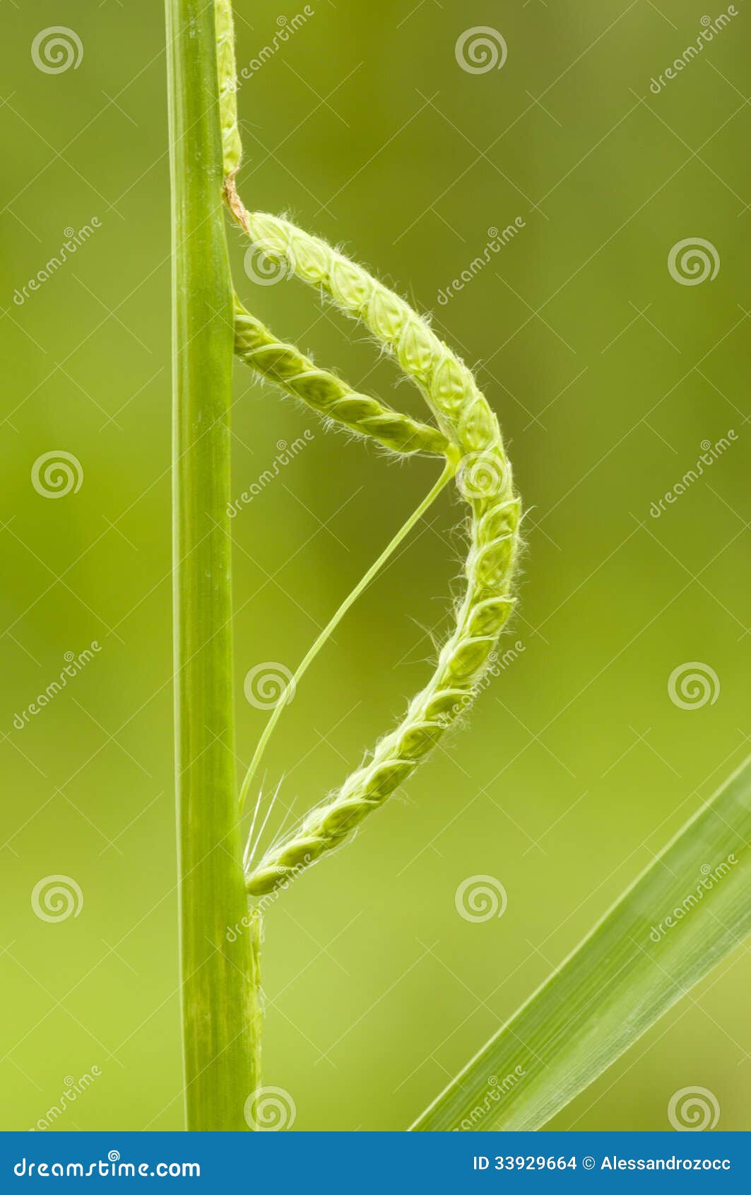Green Seed Spike Resambling Caterpillar Stock Photo - Image of grain ...