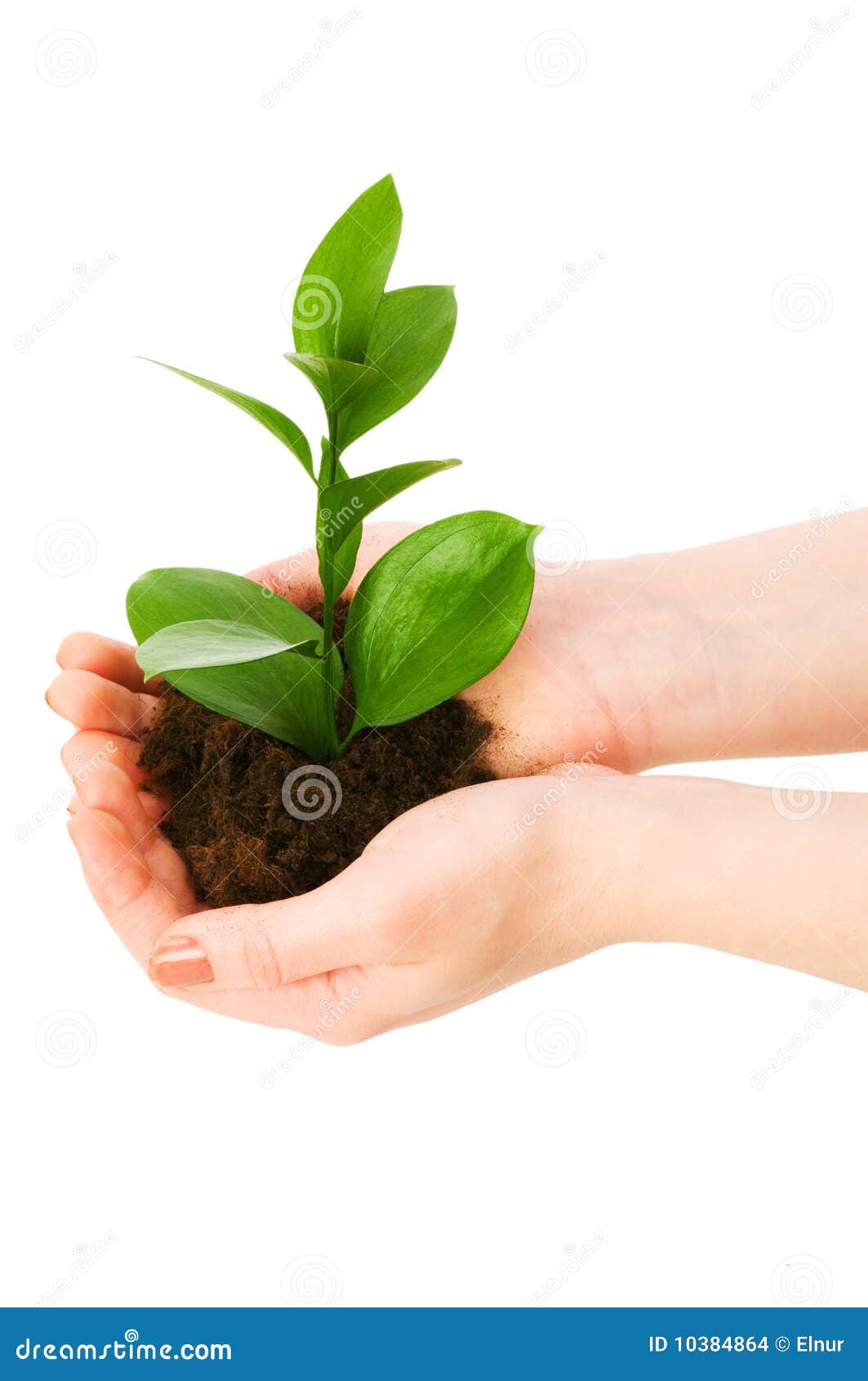 Green seedling stock photo. Image of development, close - 10384864
