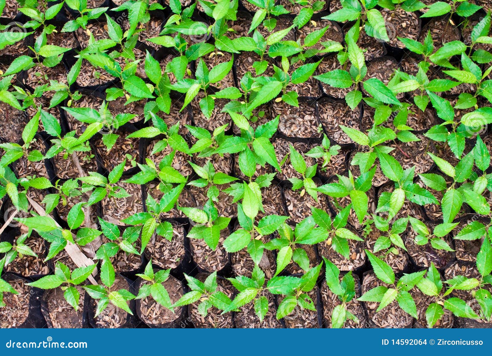 Green seedling stock photo. Image of agriculture, grow - 14592064