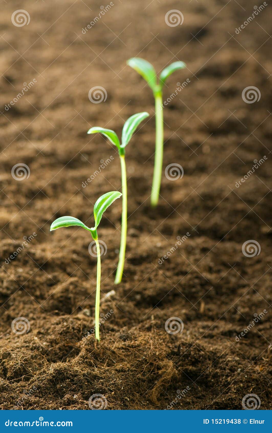 Green seedling stock photo. Image of ideas, leaves, earth - 15219438