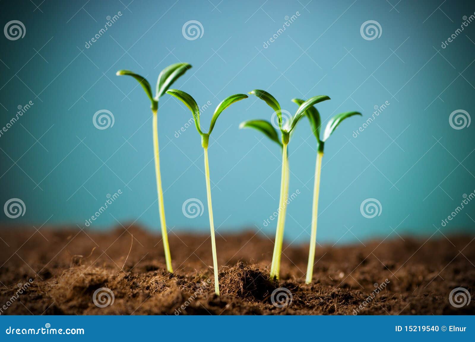 Green seedling stock photo. Image of growth, life, botany - 15219540