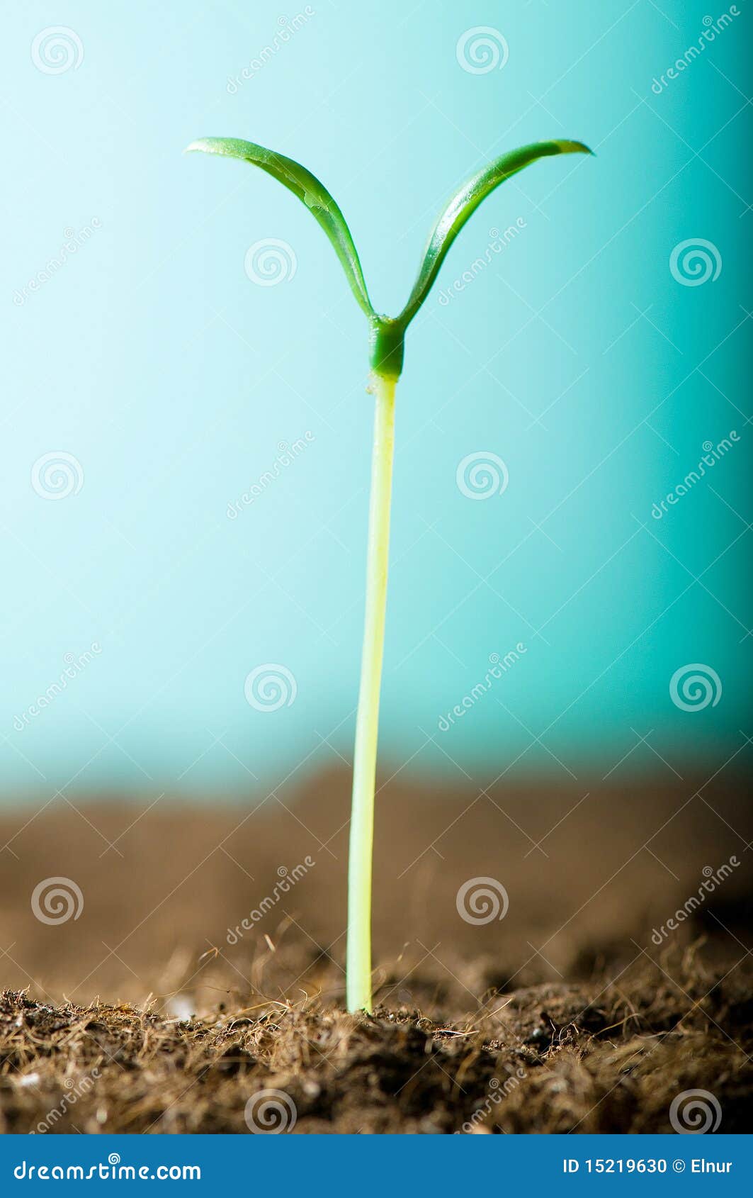 Green seedling stock photo. Image of life, isolated, conservation ...