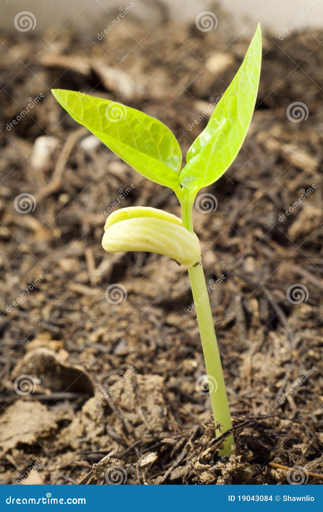 Green seedling stock photo. Image of small, agriculture - 19043084