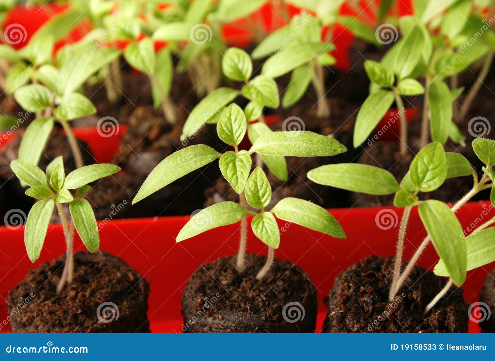 Green seedling stock image. Image of flowerpot, freshness - 19158533