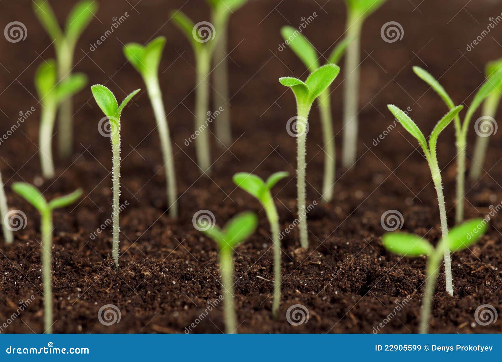 Green seedling stock image. Image of environment, earth - 22905599
