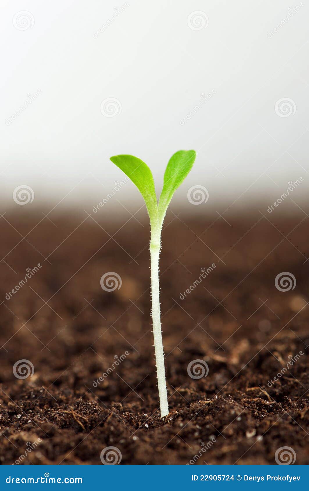 Green seedling stock photo. Image of close, development - 22905724