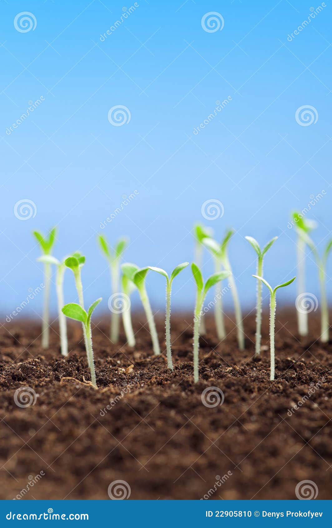 Green seedling stock photo. Image of develop, blue, dirt - 22905810