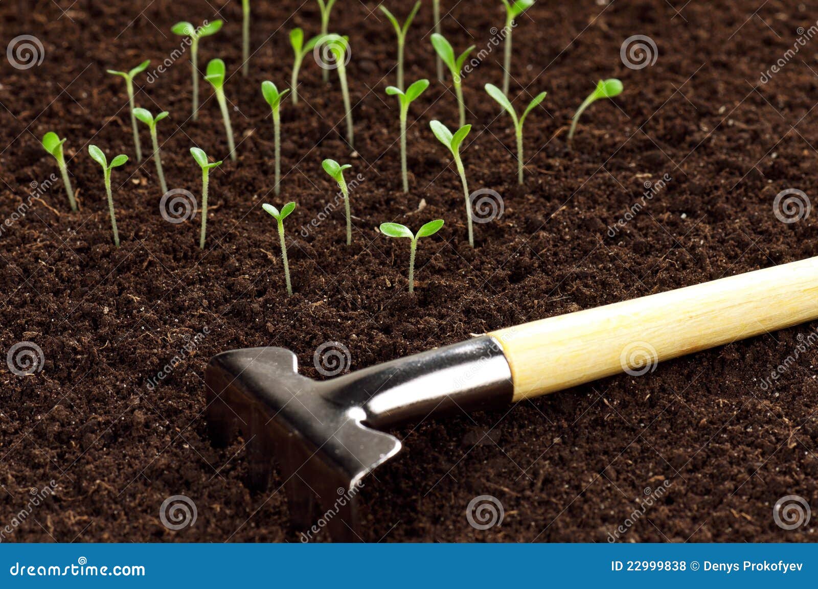 Green seedling stock photo. Image of develop, botany - 22999838