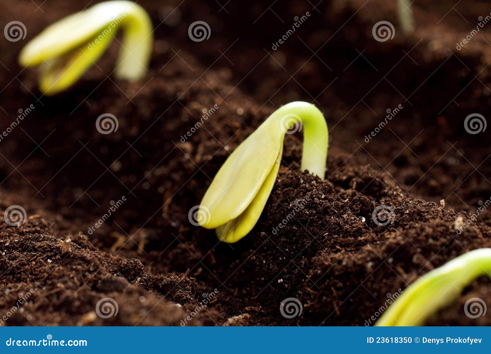 Green seedling stock photo. Image of growth, agriculture - 23618350