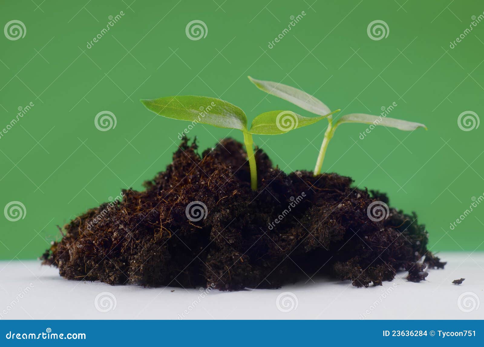 Green seedling stock photo. Image of hope, care, environment - 23636284